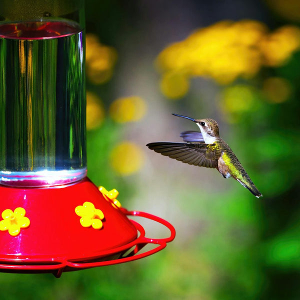 Understanding the Importance of Proper Cleaning Tools for Bird Accesso ...